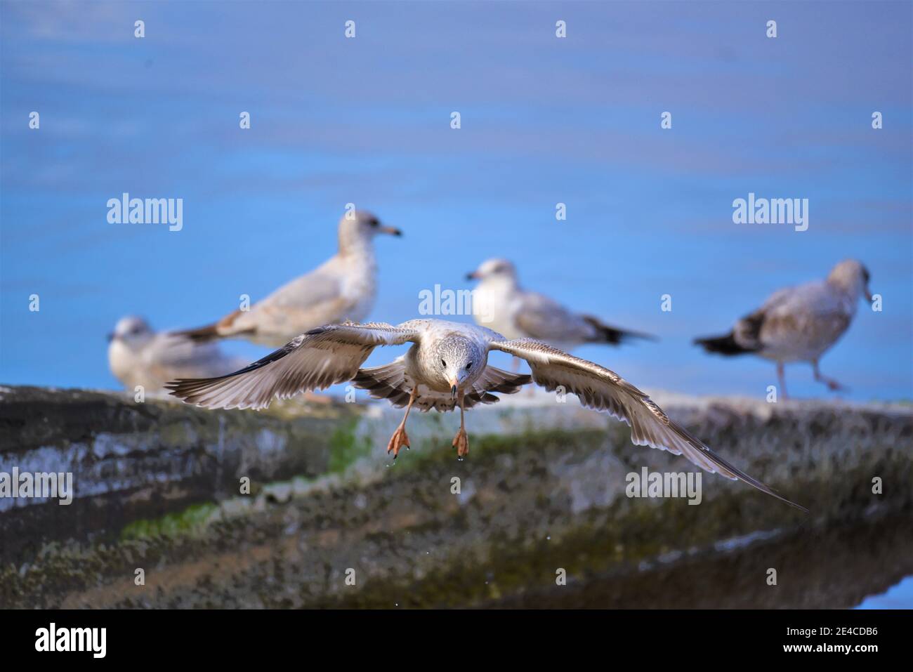 Japanese seagull hi-res stock photography and images - Alamy
