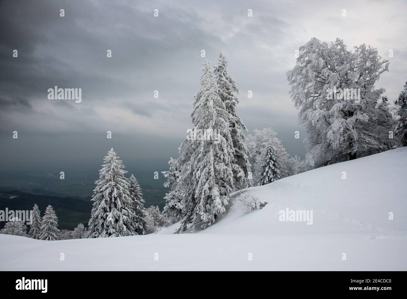 Snow in winter trees trees trees with nature cold landscape hi-res ...
