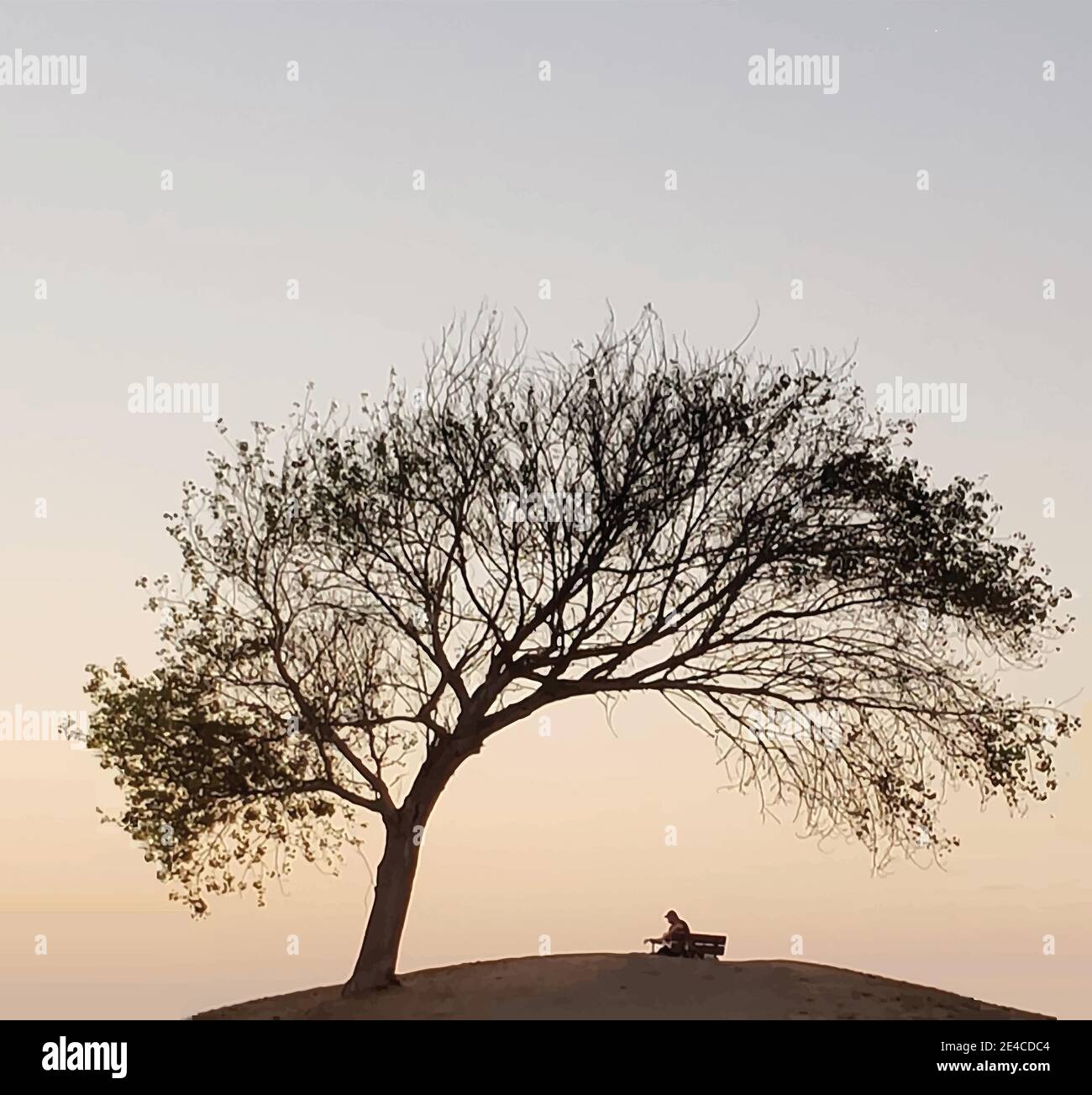 Silhouette of an elderly man sitting on a park bench under a tree Stock ...