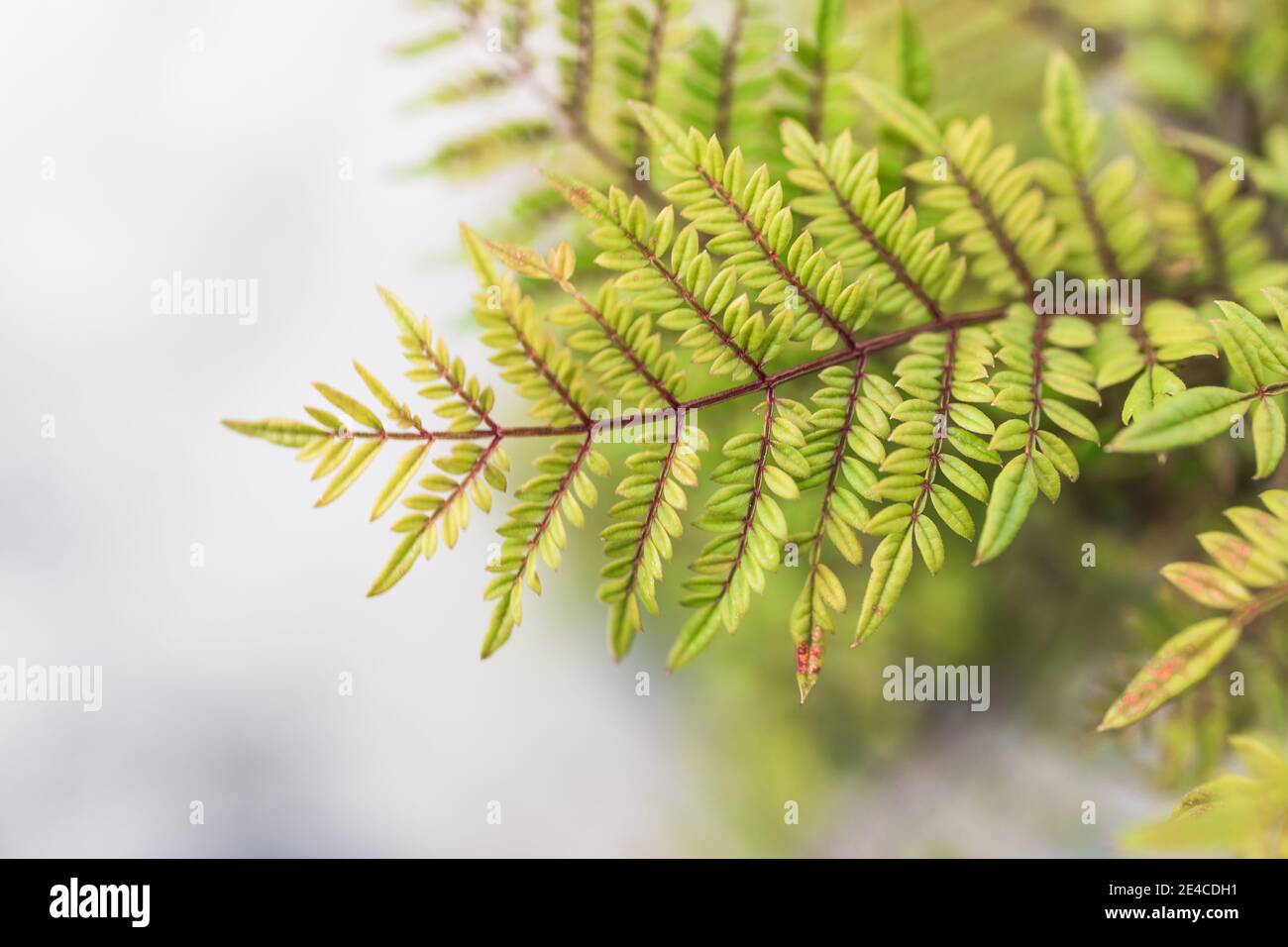Jacaranda tree backyard hi-res stock photography and images - Alamy