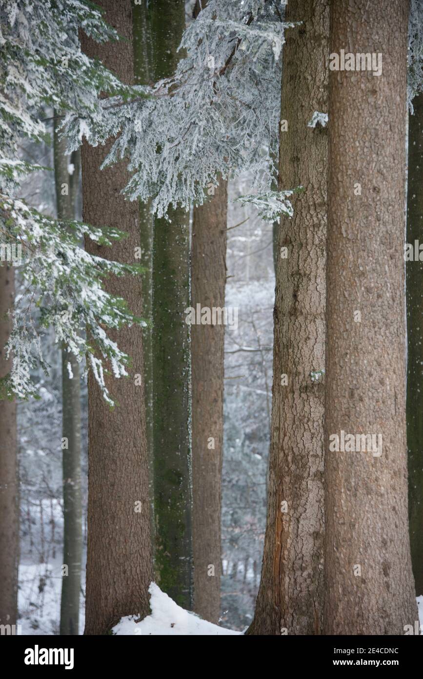 Tree trunks in winter with hoarfrost Stock Photo - Alamy