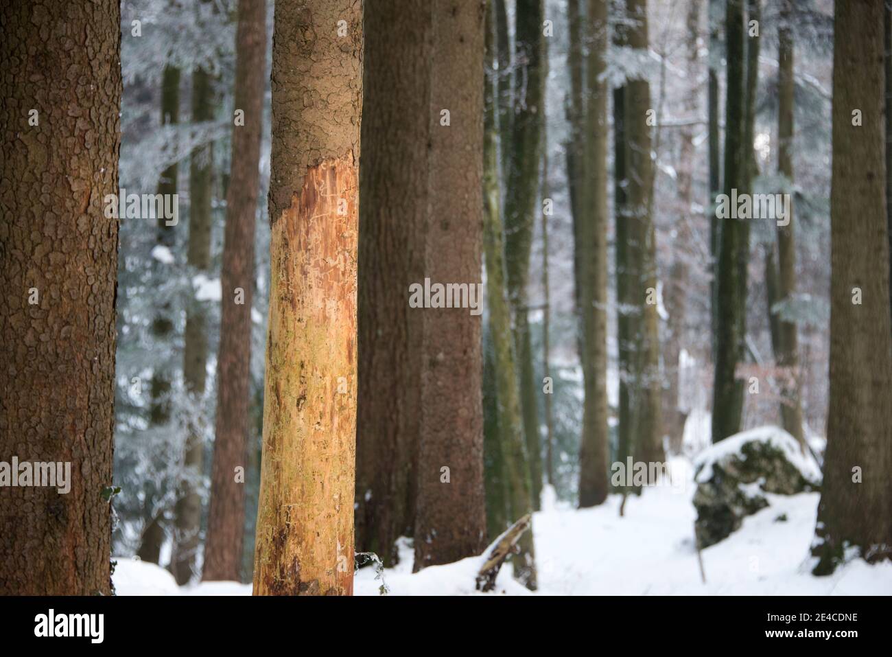 Tree trunks in winter with hoarfrost Stock Photo - Alamy