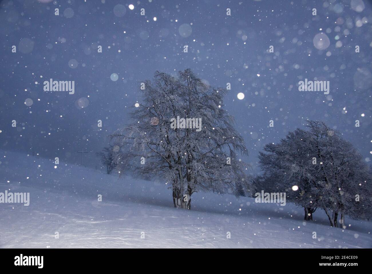 Dusk, trees in snowfall Stock Photo - Alamy
