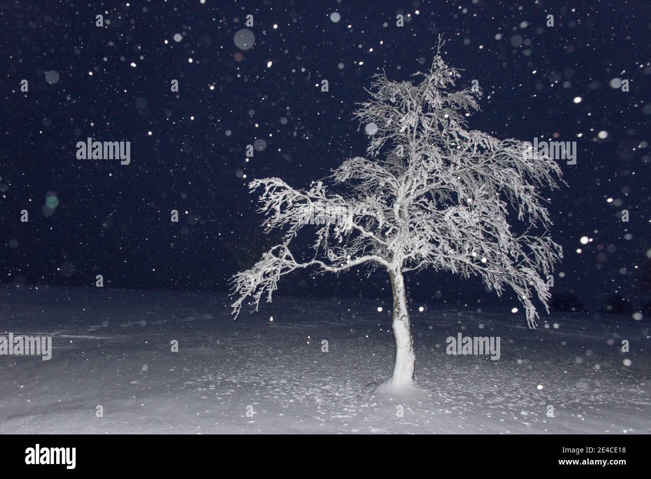 Tree in snowfall, at night Stock Photo - Alamy