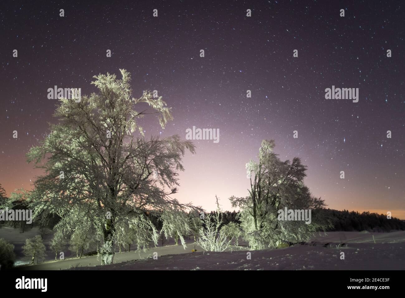 Trees stars in night hi-res stock photography and images - Alamy