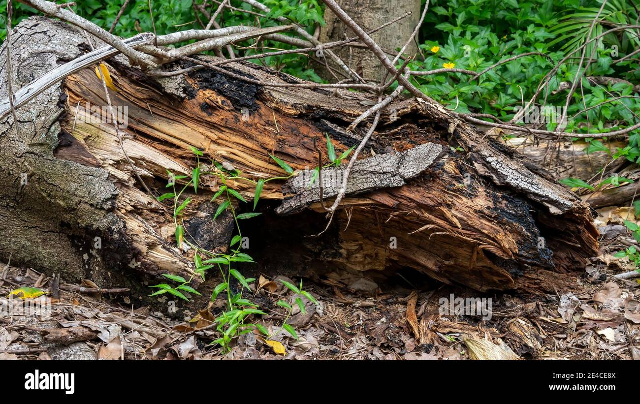 A felled tree trunk rotting in the bush Stock Photo - Alamy