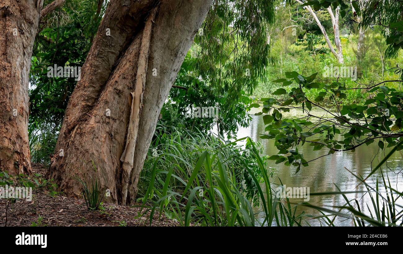 Bushland ecosystem hi-res stock photography and images - Alamy