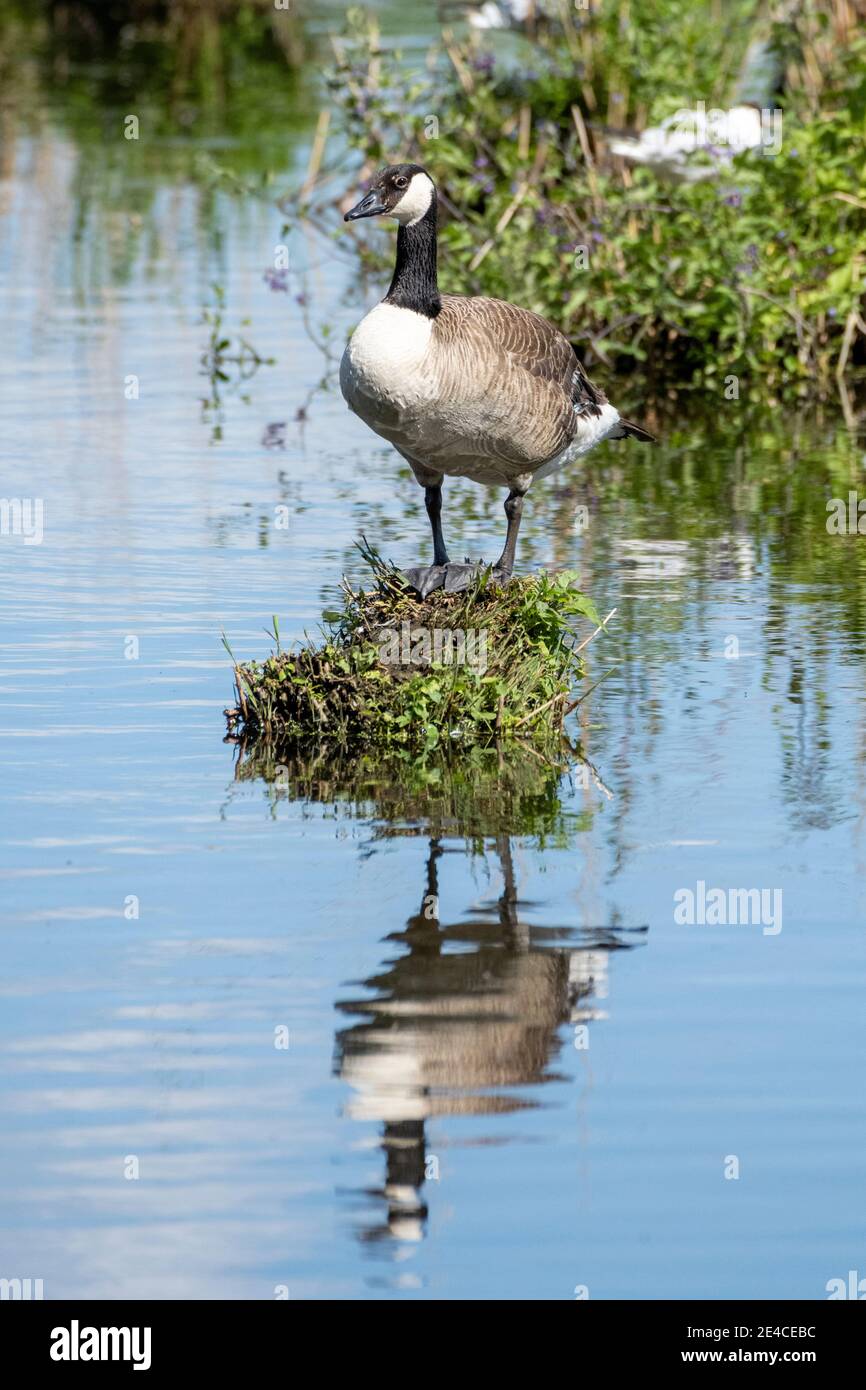 A canadensis hi-res stock photography and images - Alamy