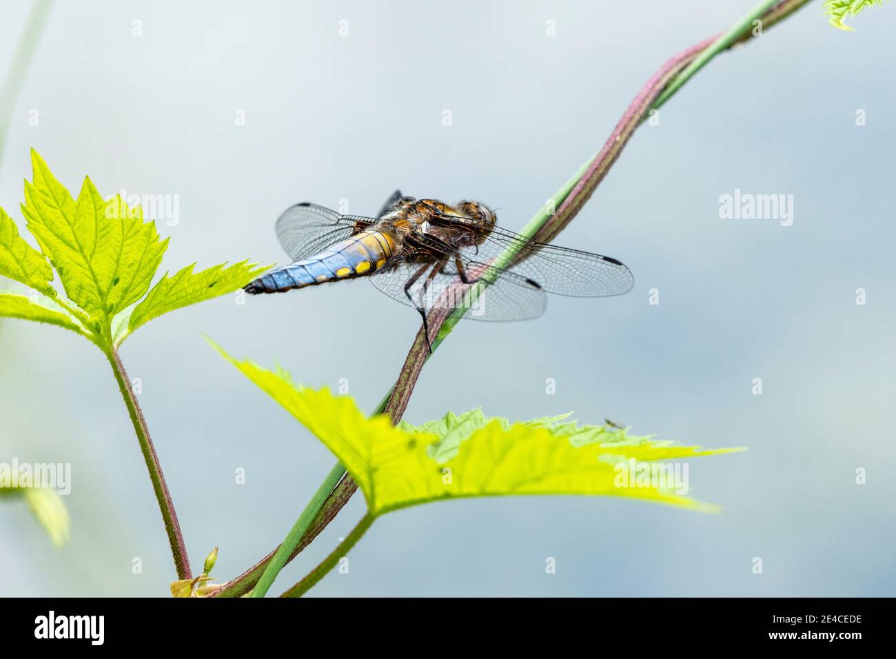 Flat stomach (Libellula depressa Stock Photo - Alamy