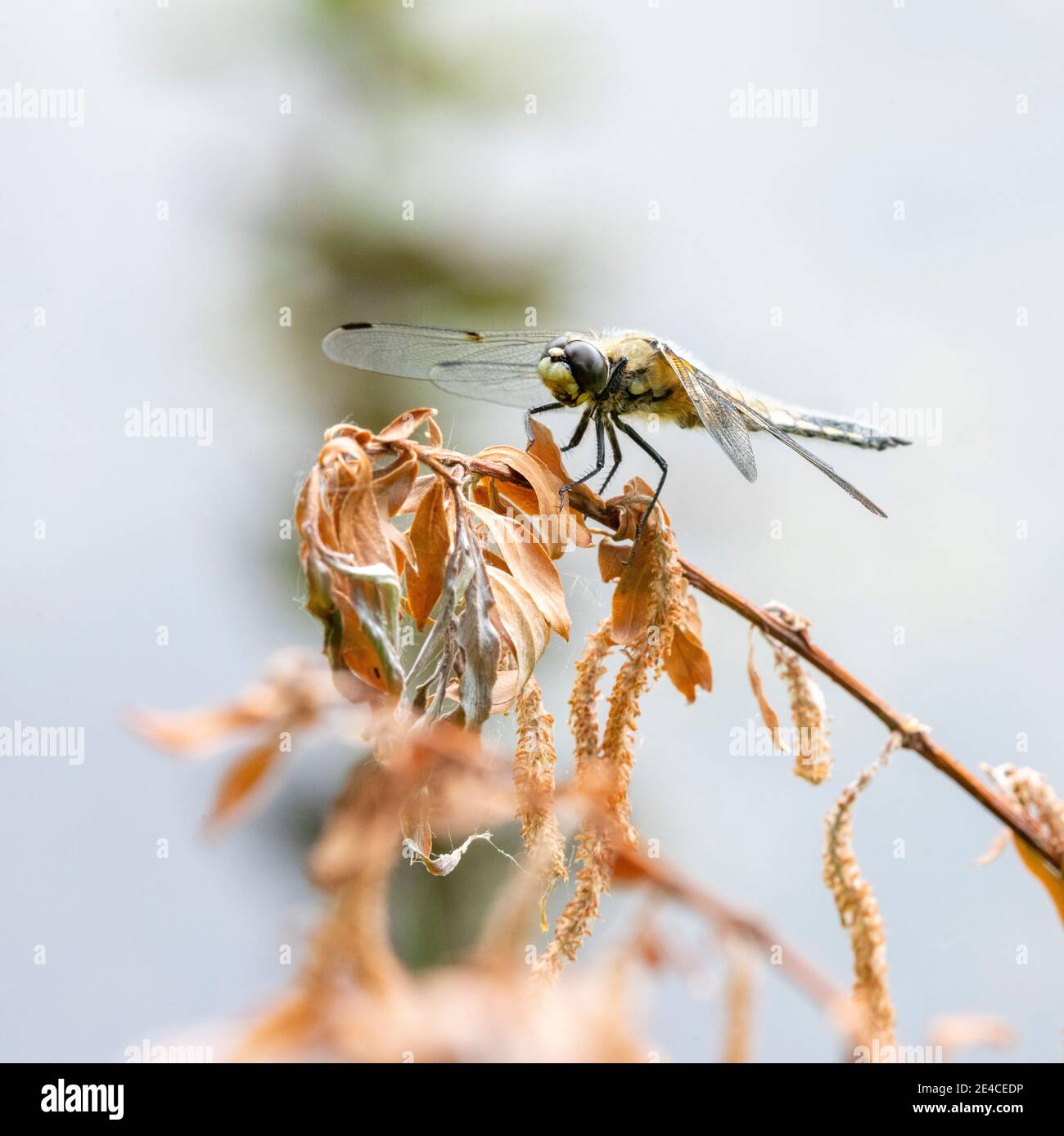 Libellula insecta hi-res stock photography and images - Alamy