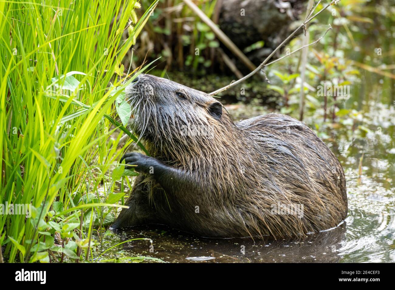 Beaver tail hi-res stock photography and images - Alamy