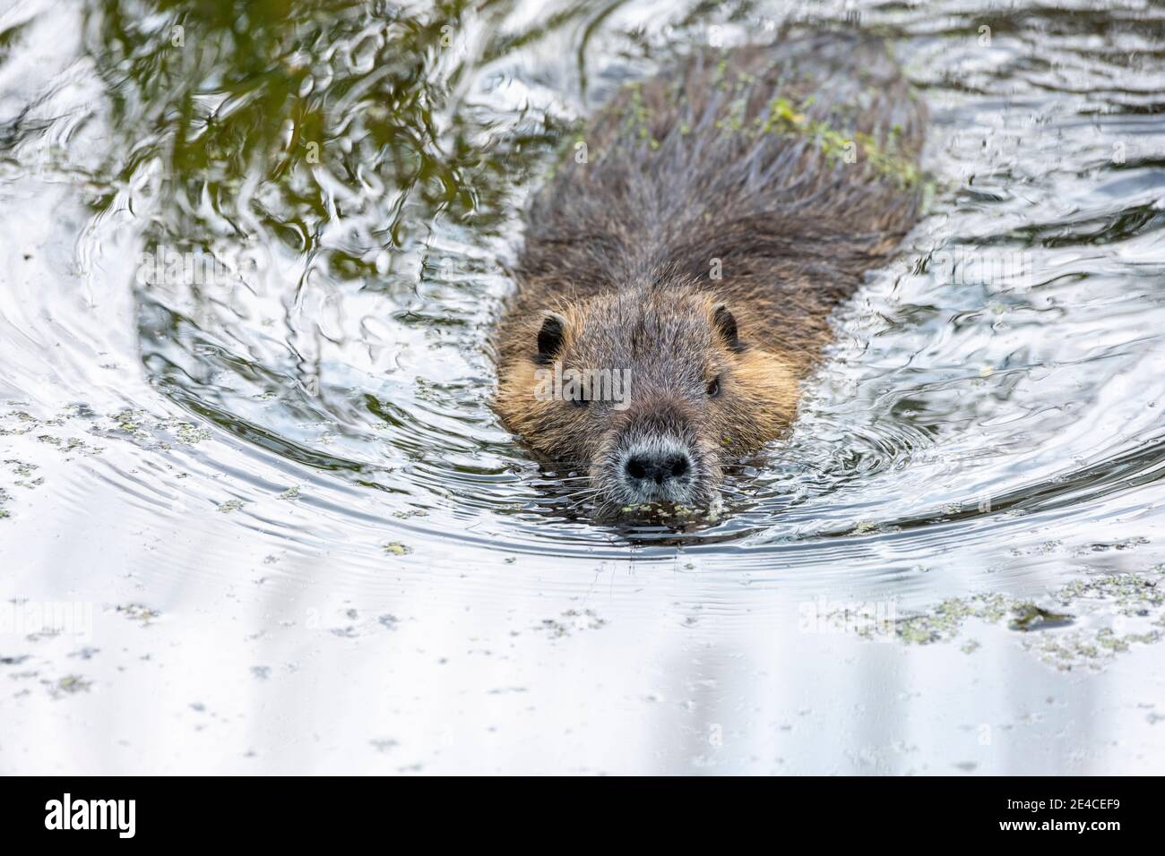 Nutria (Myocastor coypus), also called beaver rat, swamp beaver, tail ...