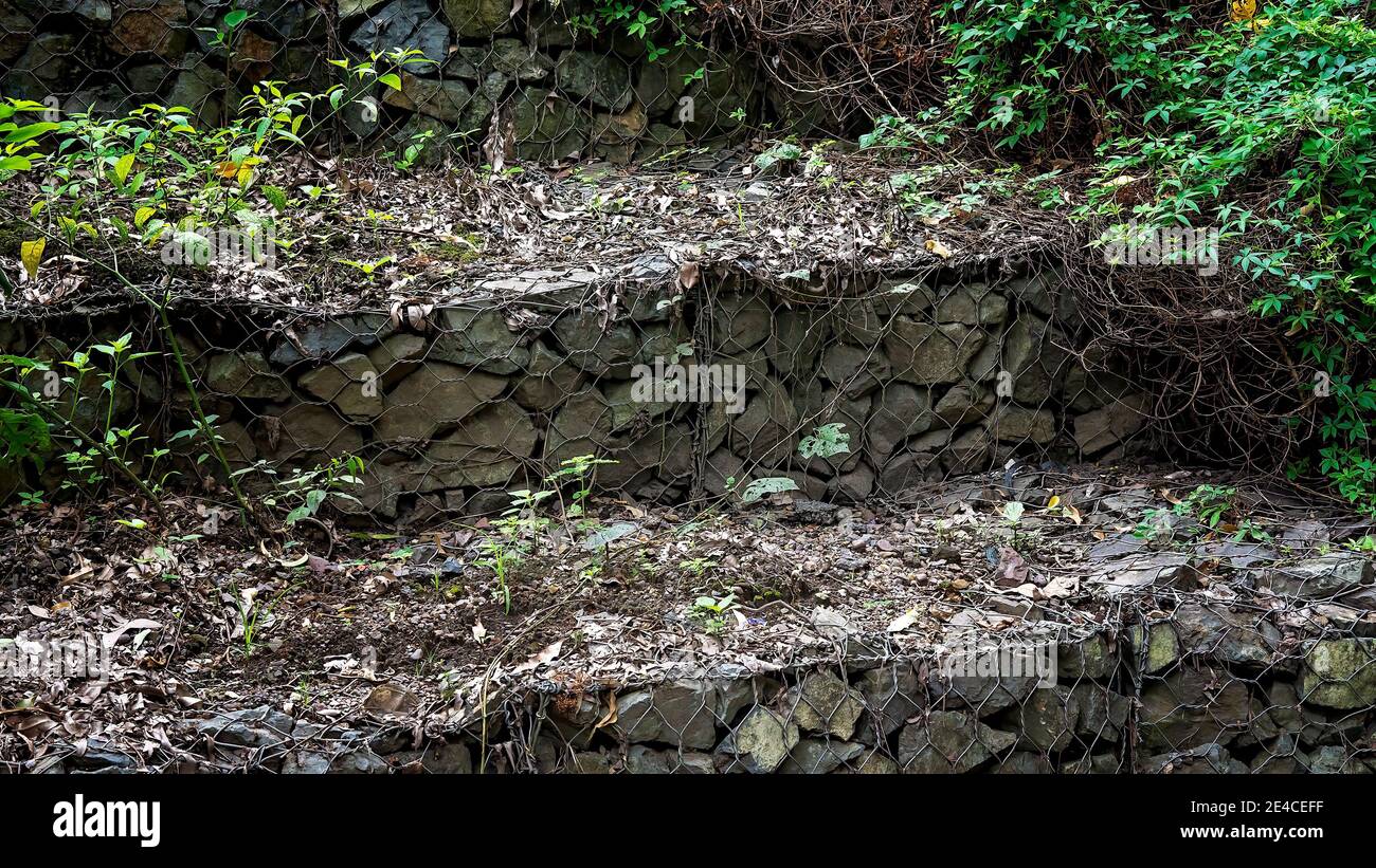 Terraced walls constructed of stones encased in wire netting (gabions ...