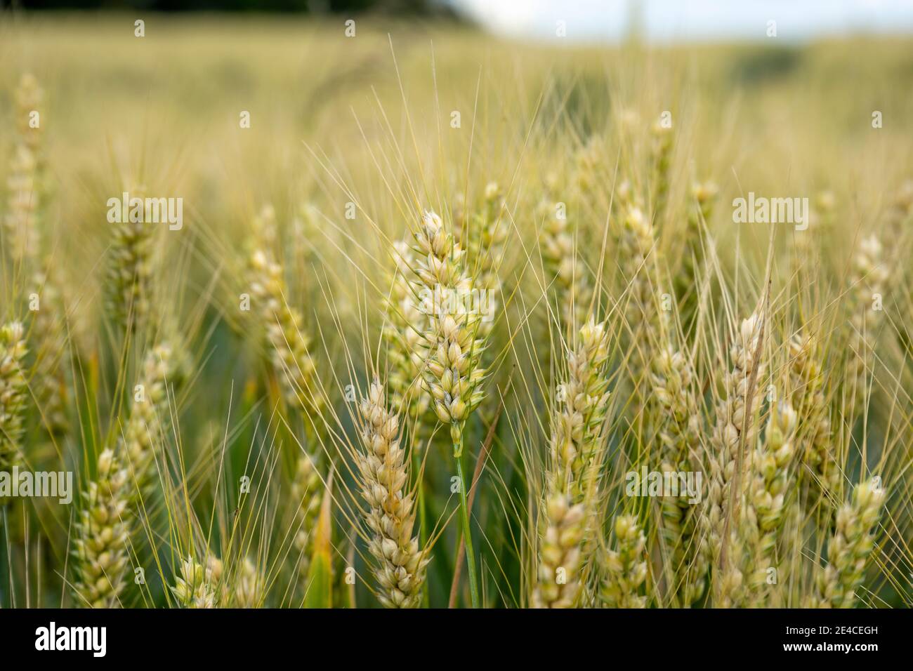 Grain field with rye during the ripening period hi-res stock ...