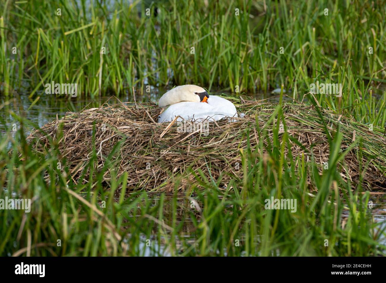 Brooding swan hi-res stock photography and images - Alamy