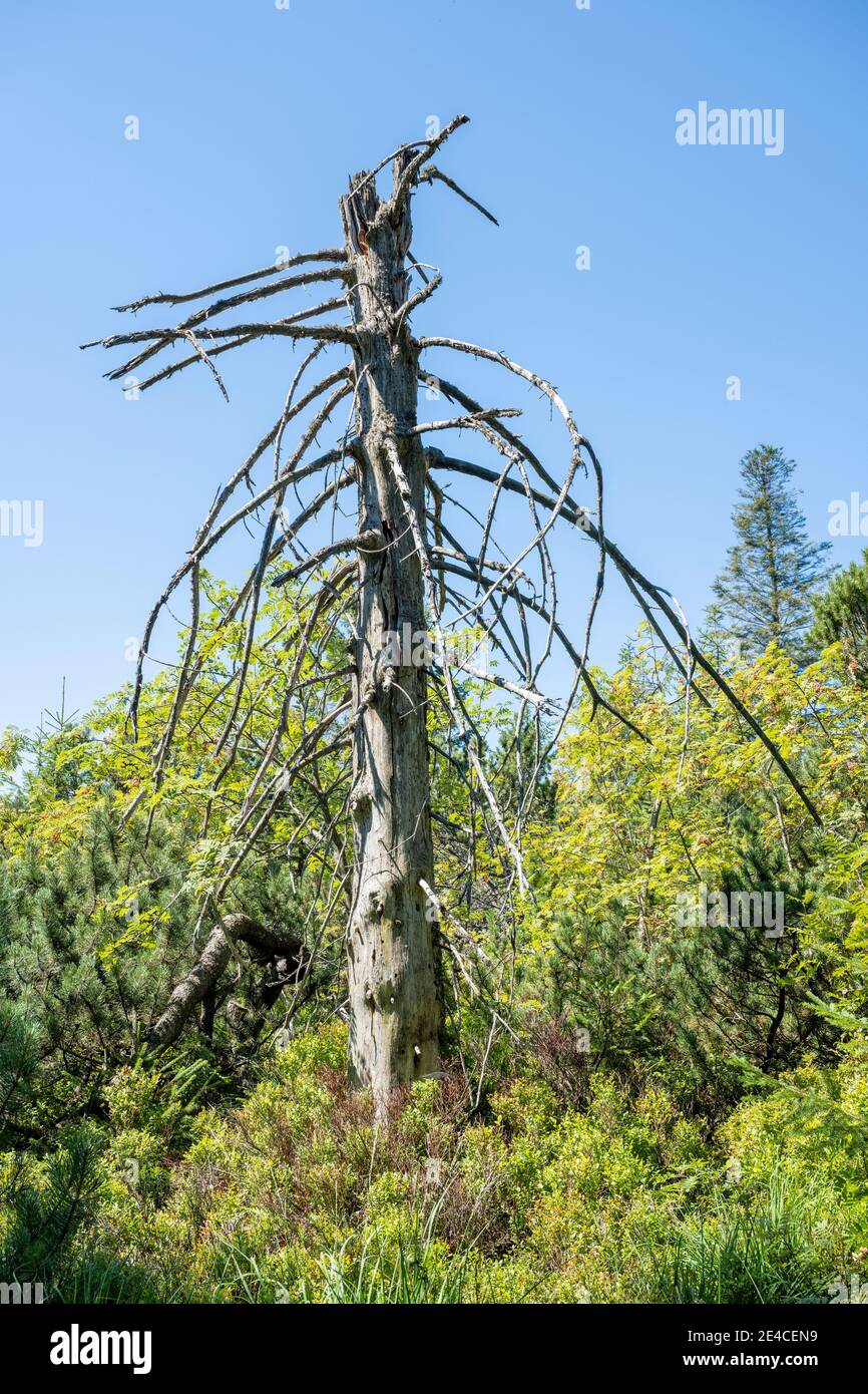 Deadwood of conifers hi-res stock photography and images - Alamy