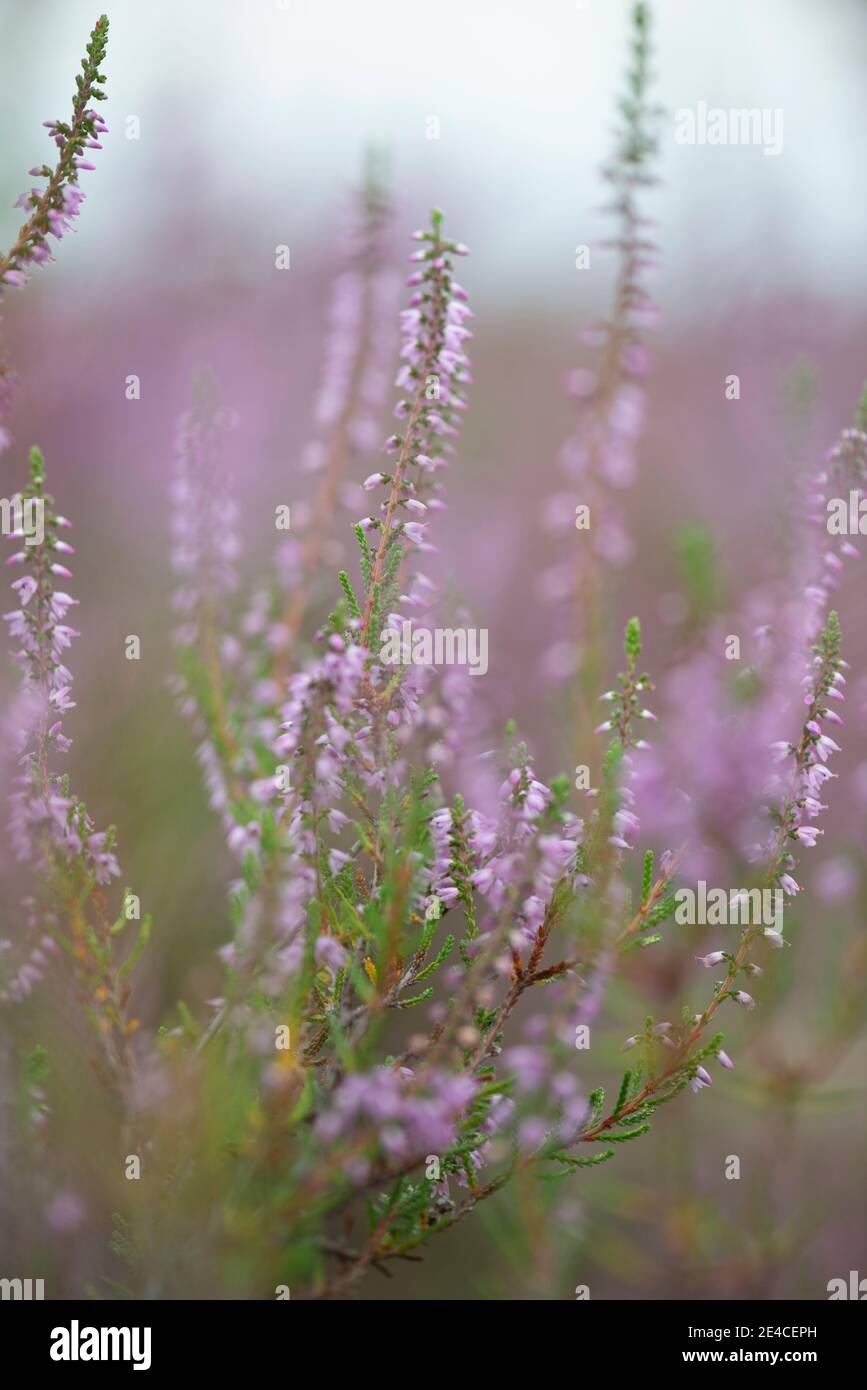 Heather blooms hi-res stock photography and images - Alamy