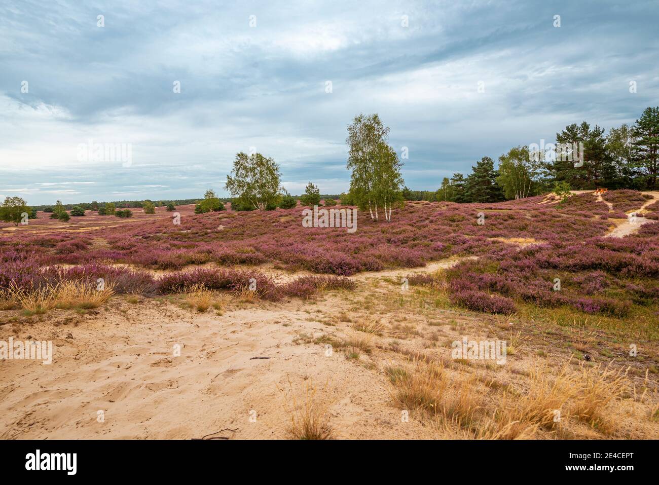 Nemitzer heide hi-res stock photography and images - Alamy