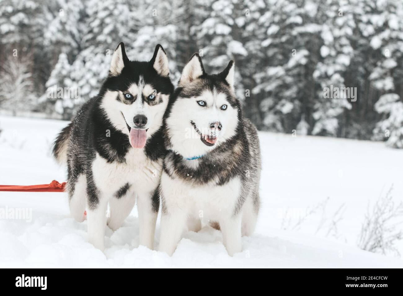 Portrait of a Siberian husky, friendship forever. Pet. Husky Stock ...