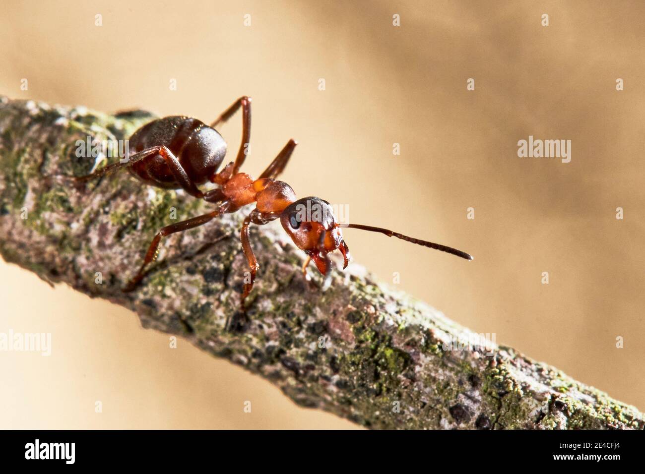 Ant, wood ant, formica Stock Photo - Alamy