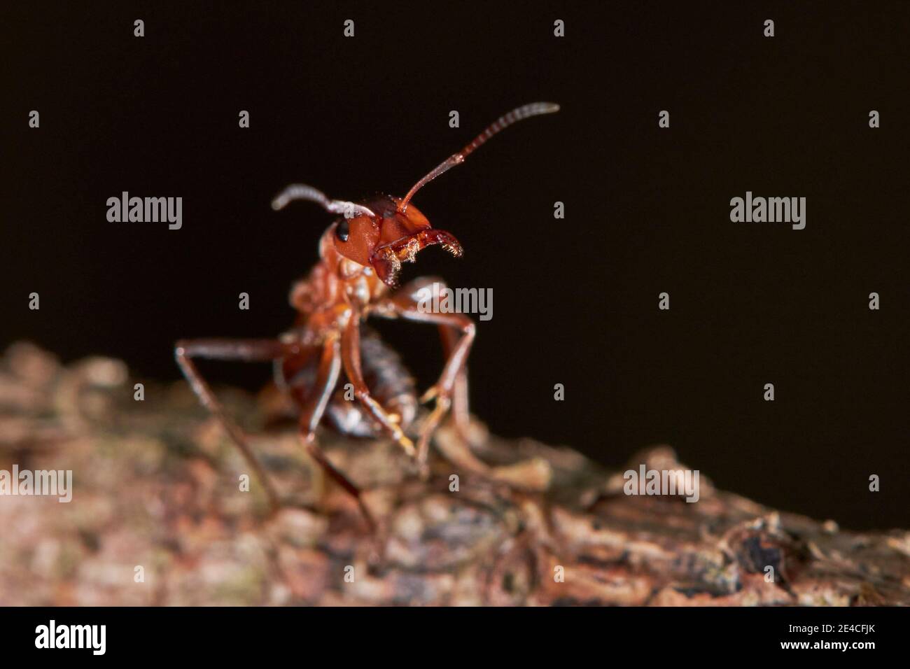 Agressive insects hi-res stock photography and images - Alamy