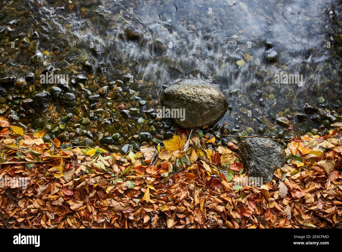 Photographing autumn leaves hi-res stock photography and images - Alamy