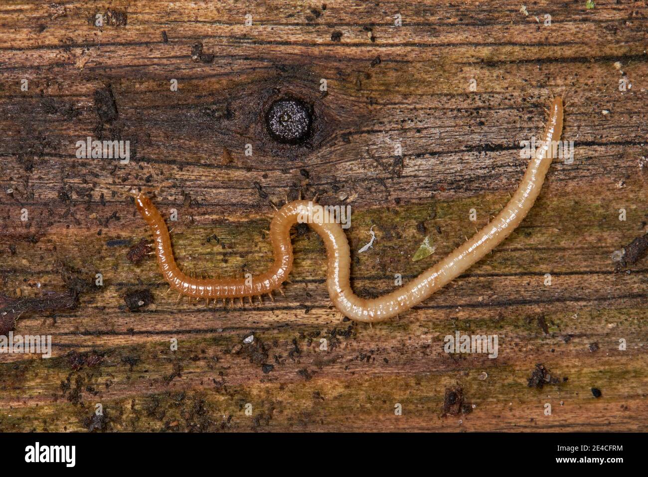 Common ground walker, centipede, Geophilus flavus Stock Photo - Alamy