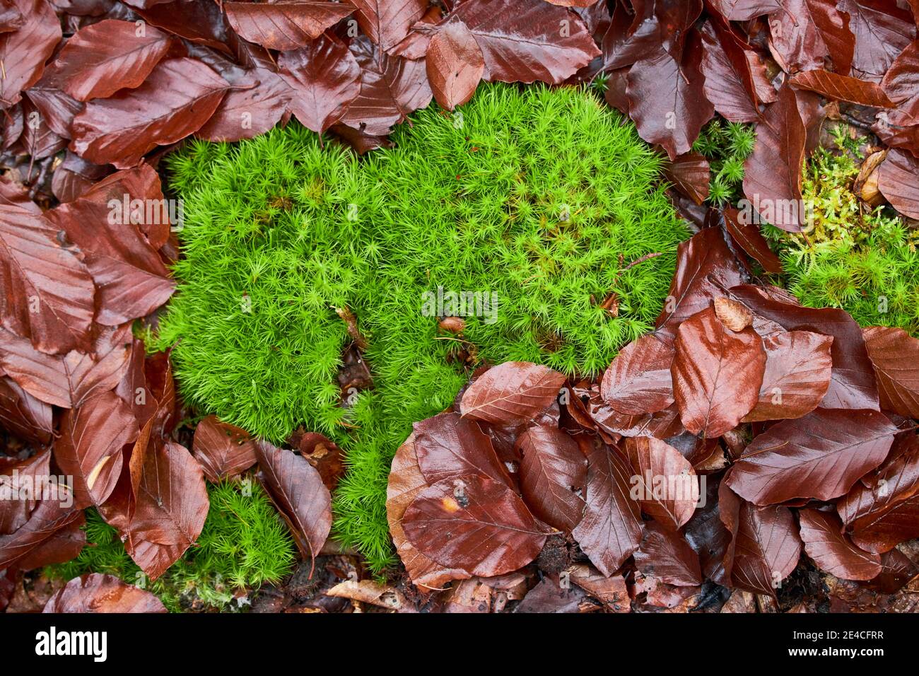 Aerial image green moss hi-res stock photography and images - Alamy