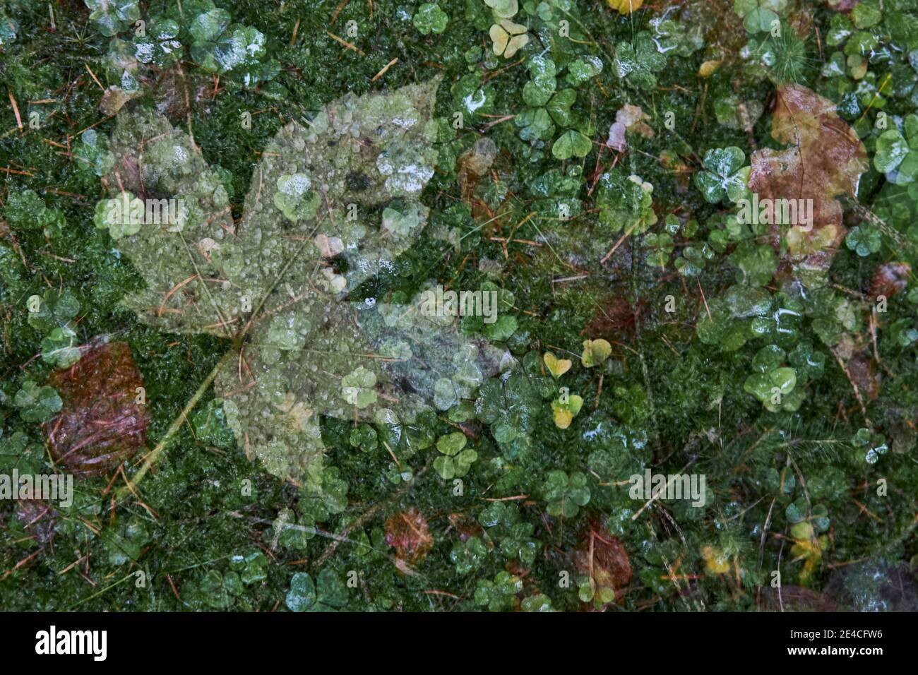 Forest floor, autumn, multiple exposure Stock Photo - Alamy