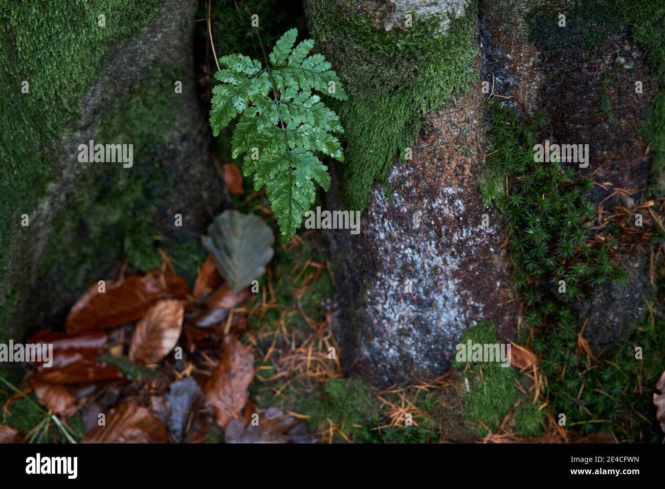 Fern on trunk hi-res stock photography and images - Alamy