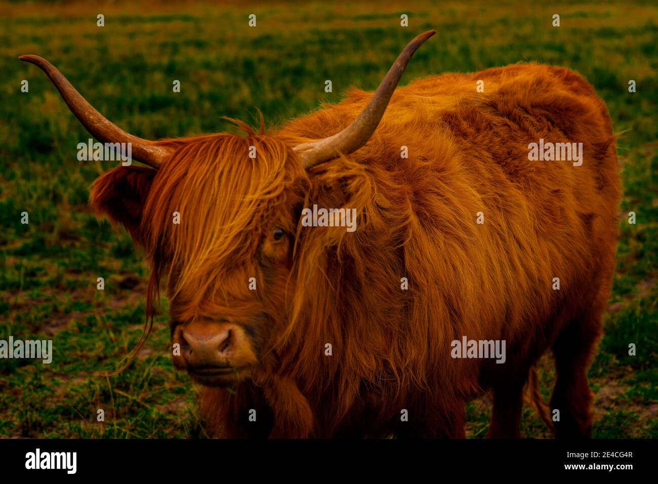 Highland cow on pasture hi-res stock photography and images - Alamy