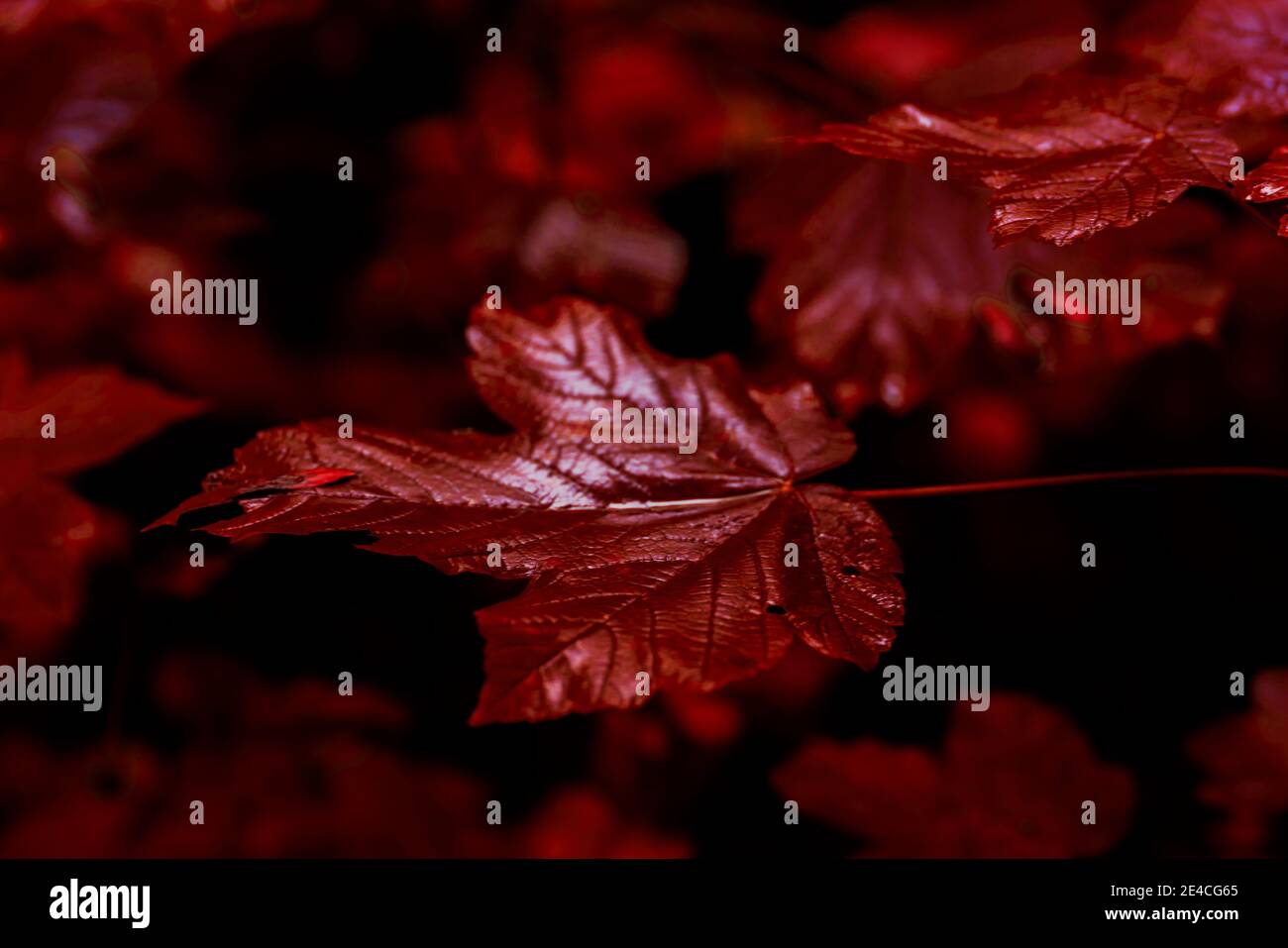 Wet leaf of a young maple tree, selective sharpness, colors changed ...