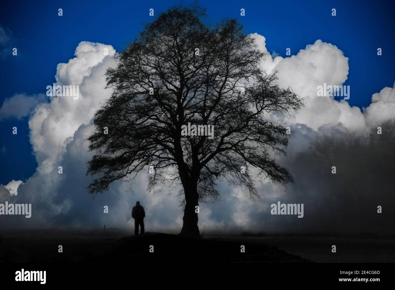 Man in the light fog under large oak tree hi-res stock photography and ...
