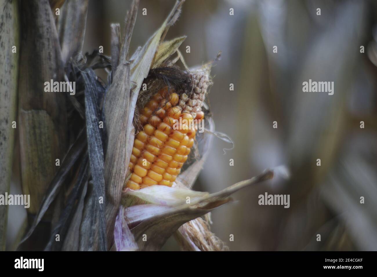 dried up corn on the cob / agriculture, abstract, emotional motifs with ...