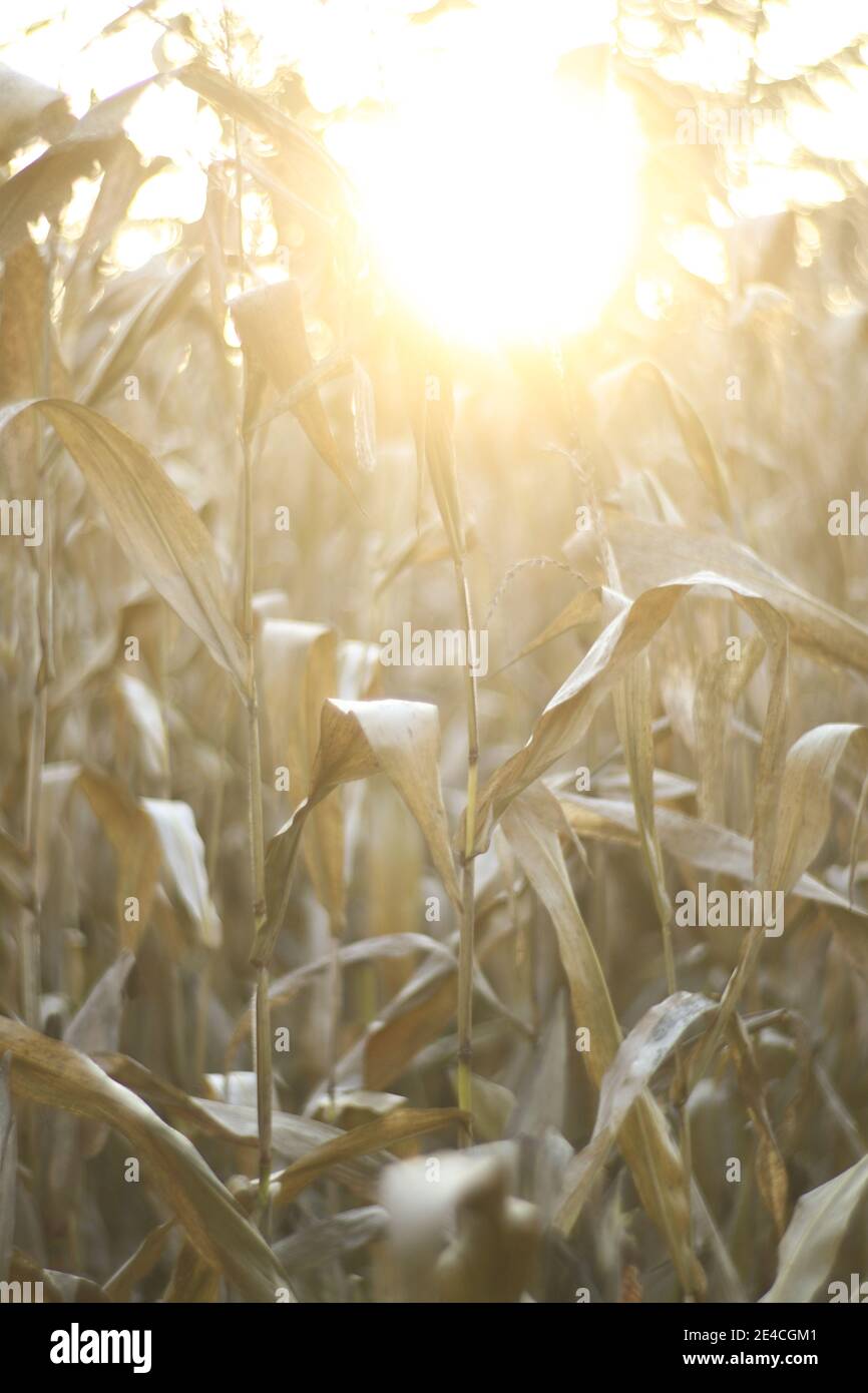 Dried up cornfield / agriculture, abstract, emotional motifs with ...