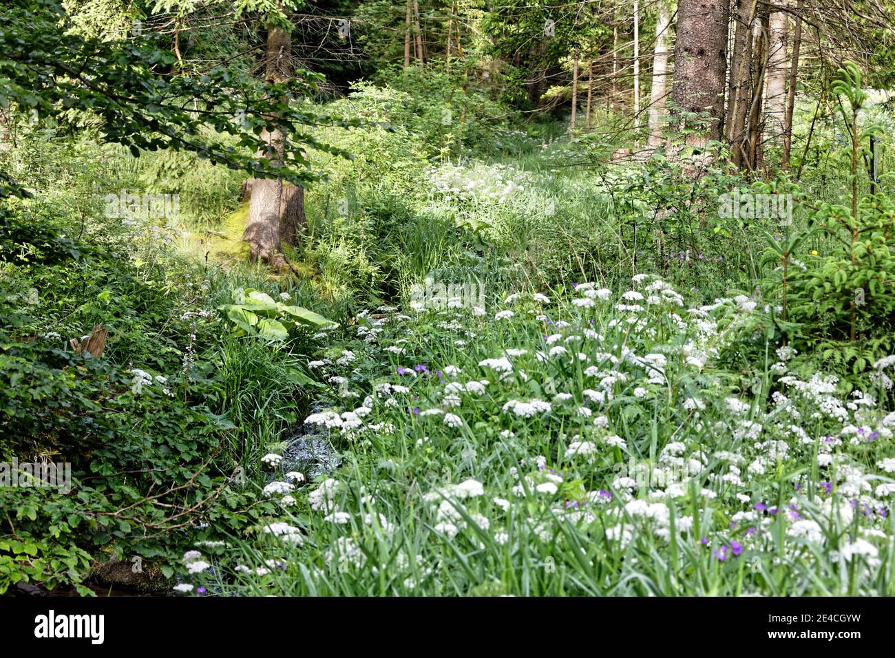 Spring meadow flowers forest germany hi-res stock photography and ...