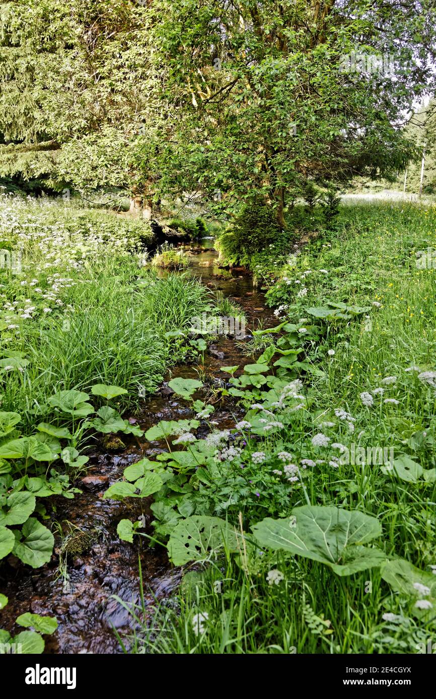 Brook meadow hi-res stock photography and images - Alamy