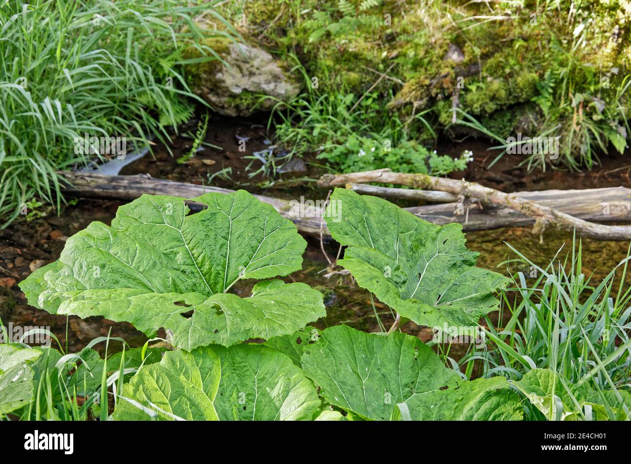 Excursion plants hi-res stock photography and images - Alamy