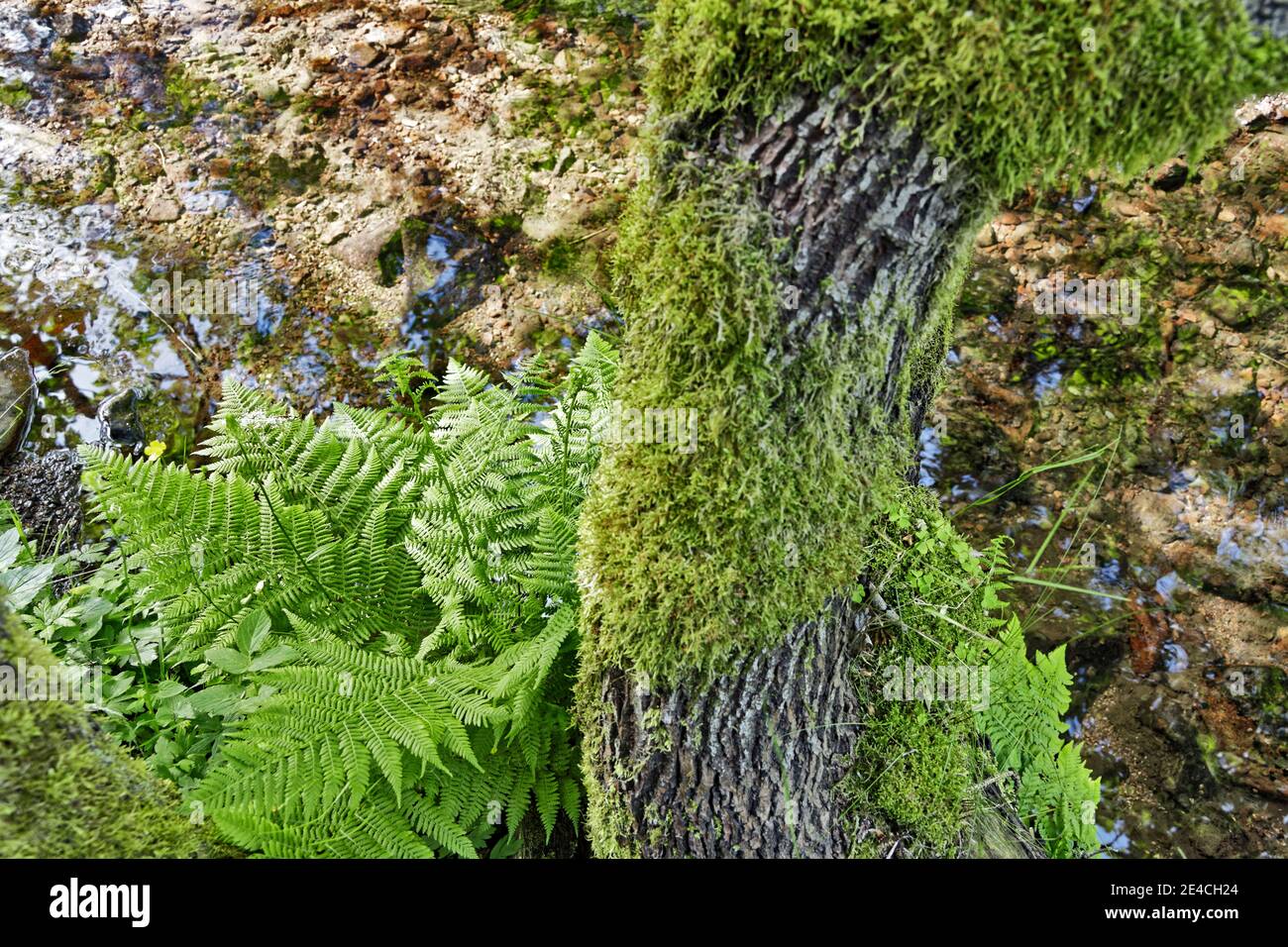 Mountain fern moss hi-res stock photography and images - Alamy