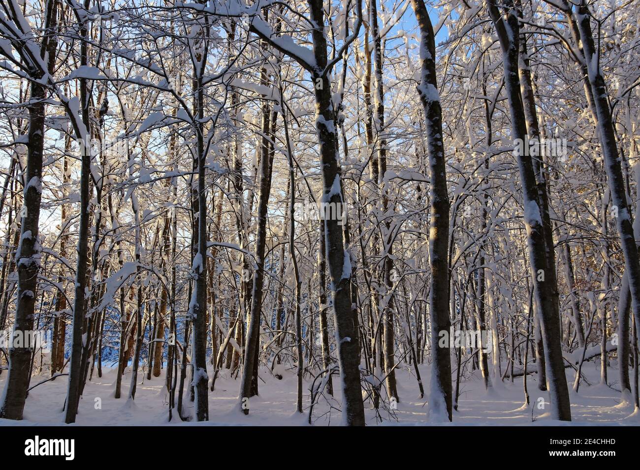 Snowy trees in winter in forest backlit by the sun Stock Photo - Alamy