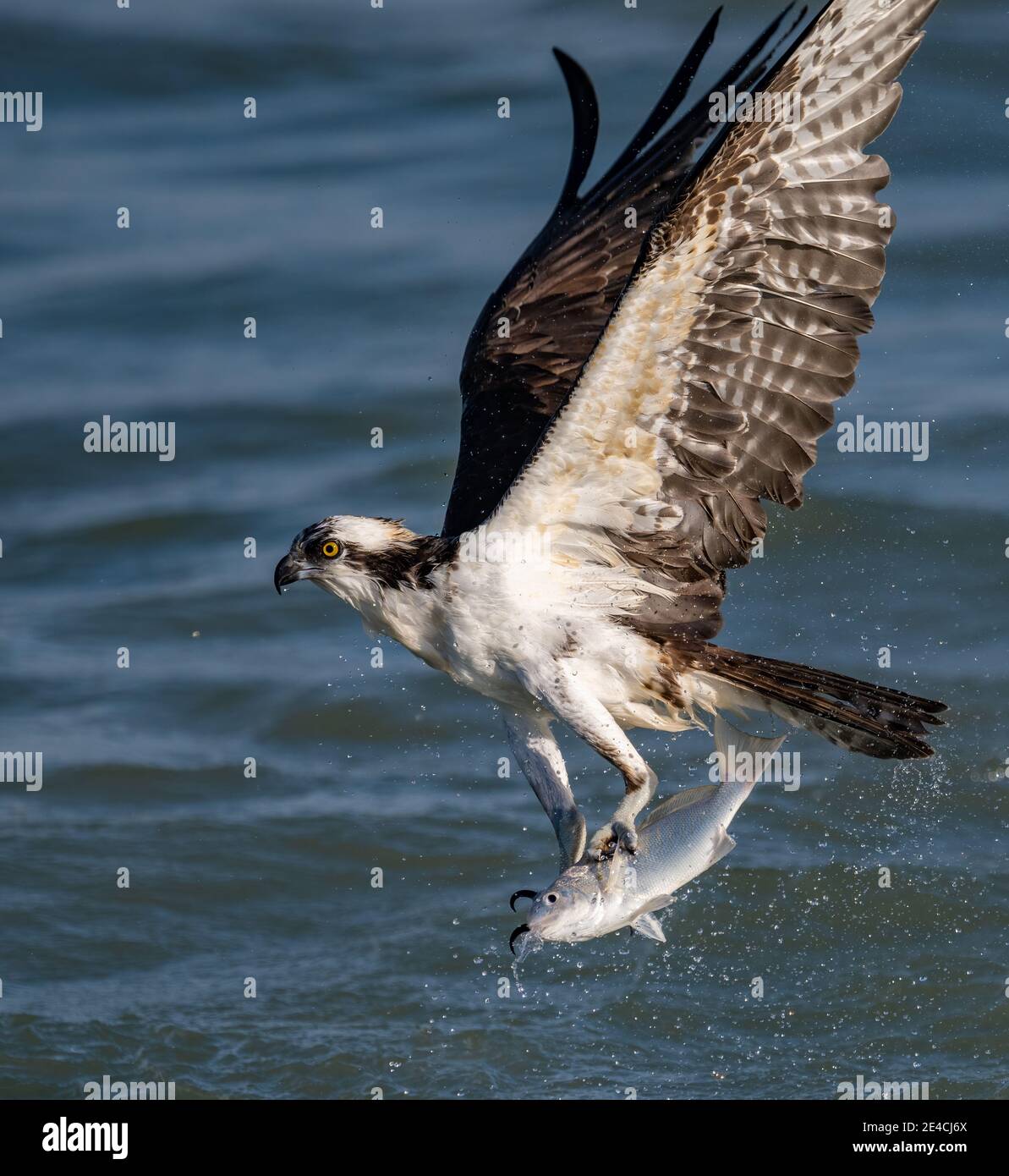 Osprey Fishing in Florida Stock Photo - Alamy
