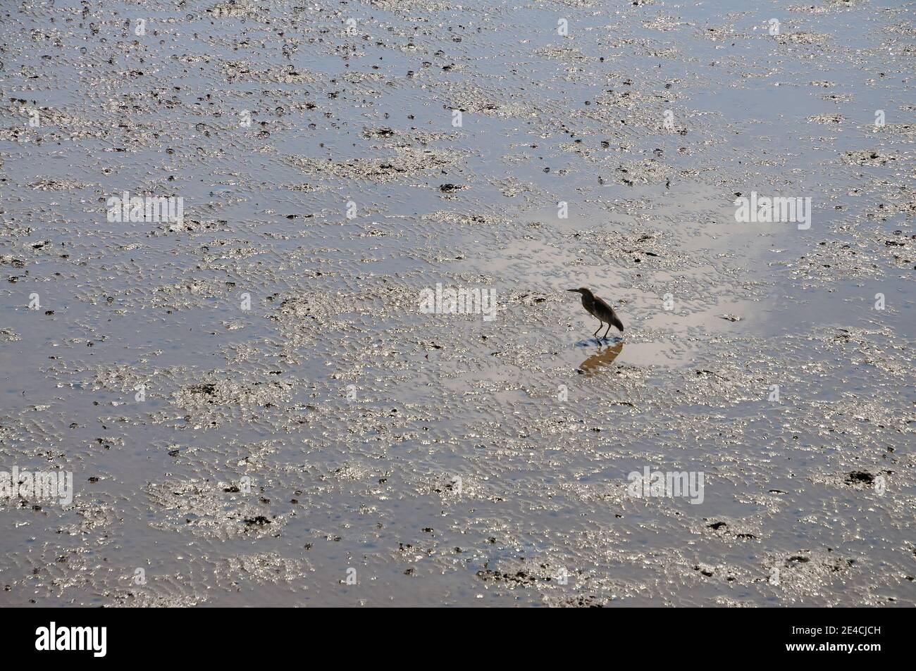 Sea creatures on beach at low tide hi-res stock photography and images ...