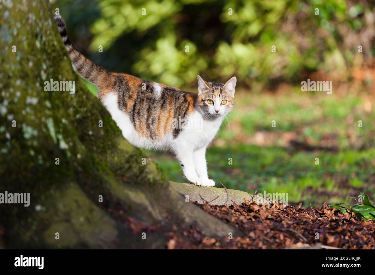 A small cat peeks out from behind the roots of an old beech tree Stock ...