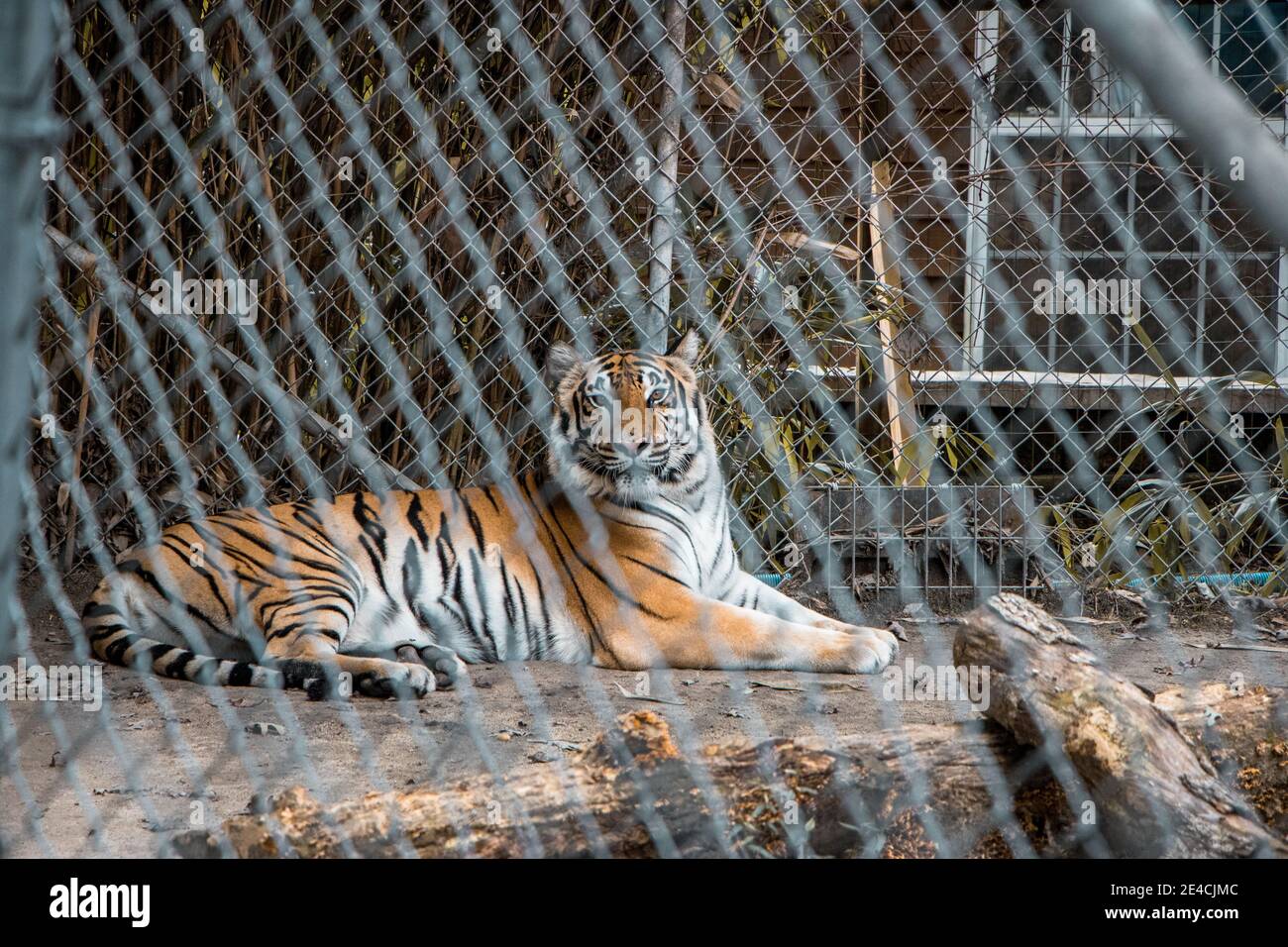 Tiger behind a zoo cage Stock Photo - Alamy