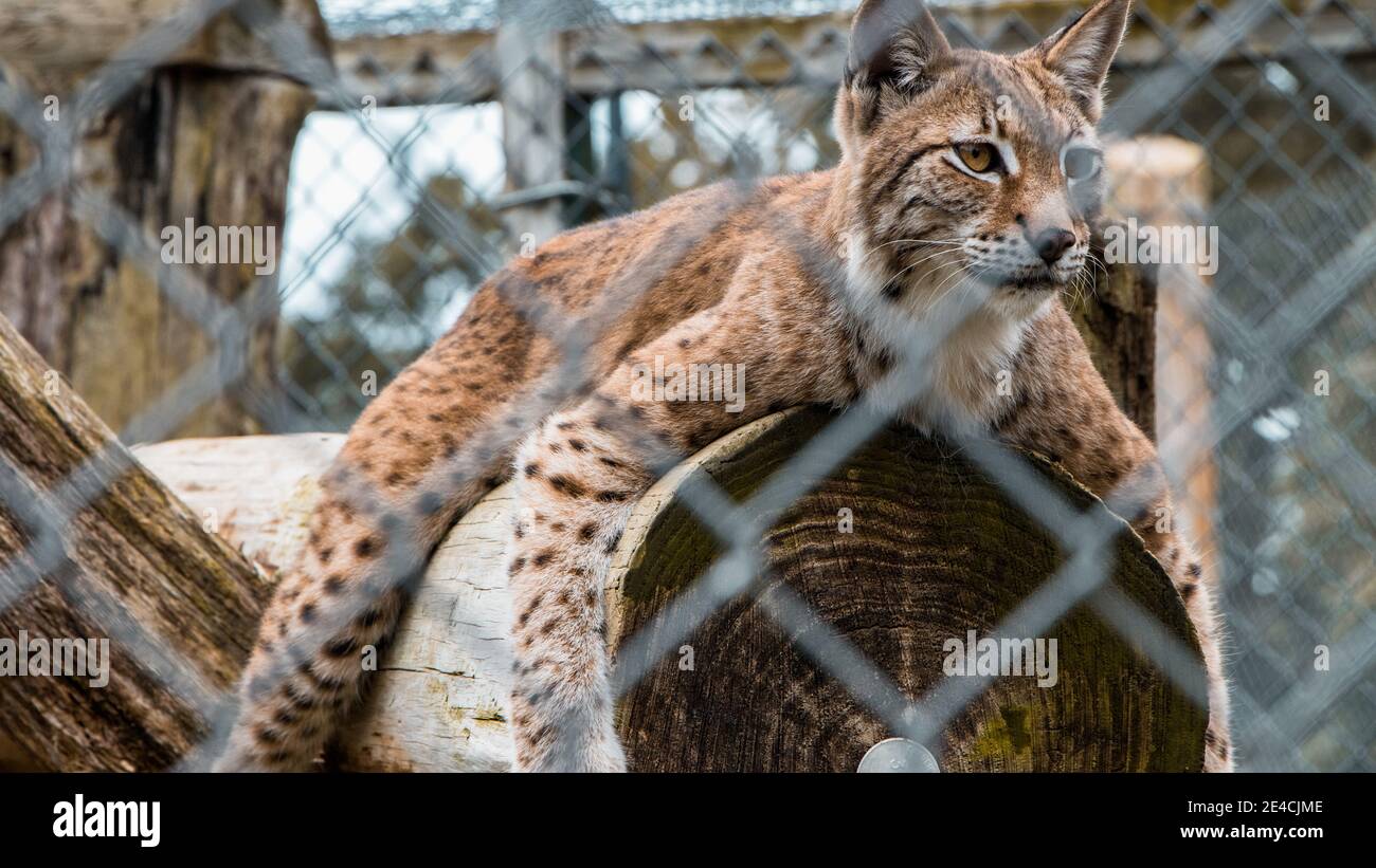 Zoo Animal trapped behind a cage Stock Photo - Alamy