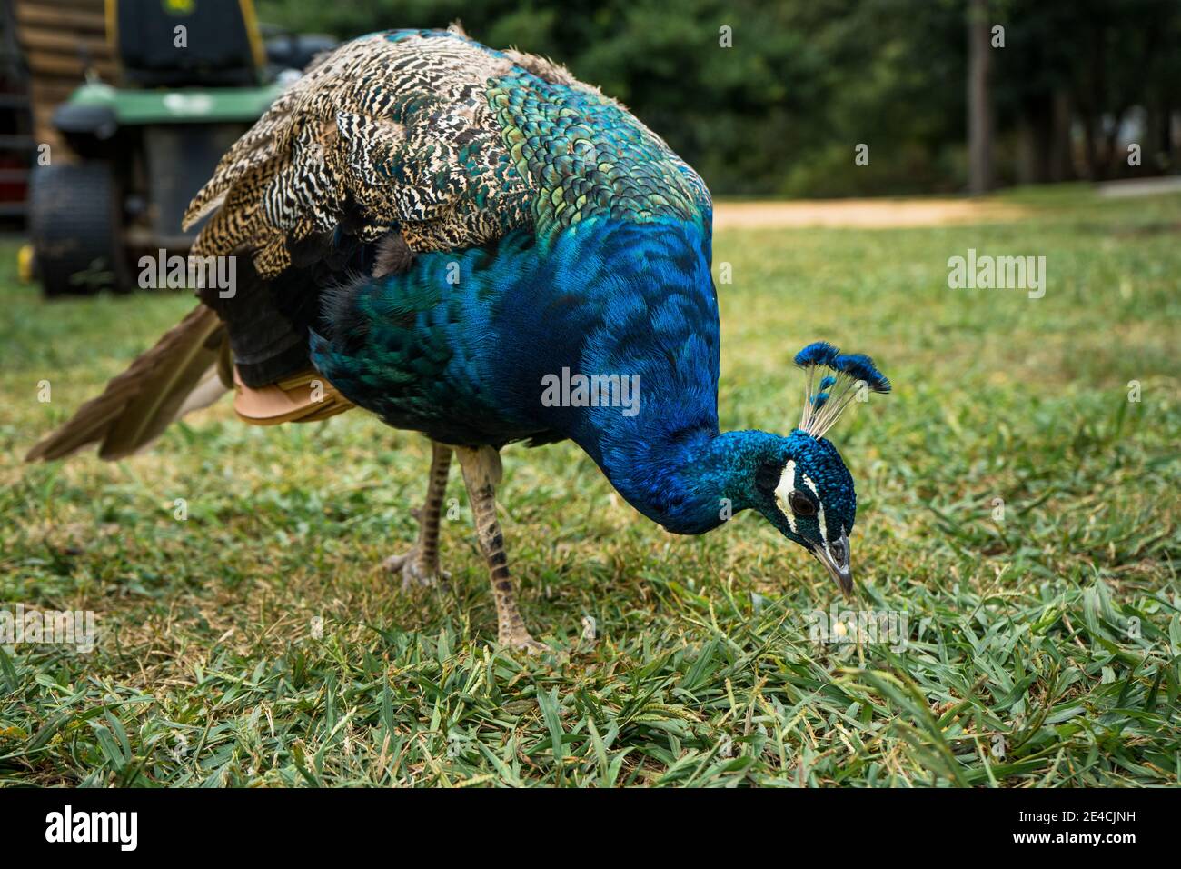 Wild peacock standing outside of zoo Stock Photo - Alamy