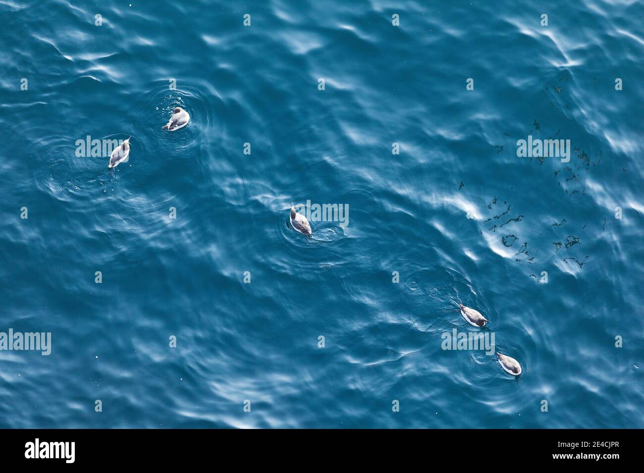 Deep Sea Birds High Resolution Stock Photography and Images - Alamy
