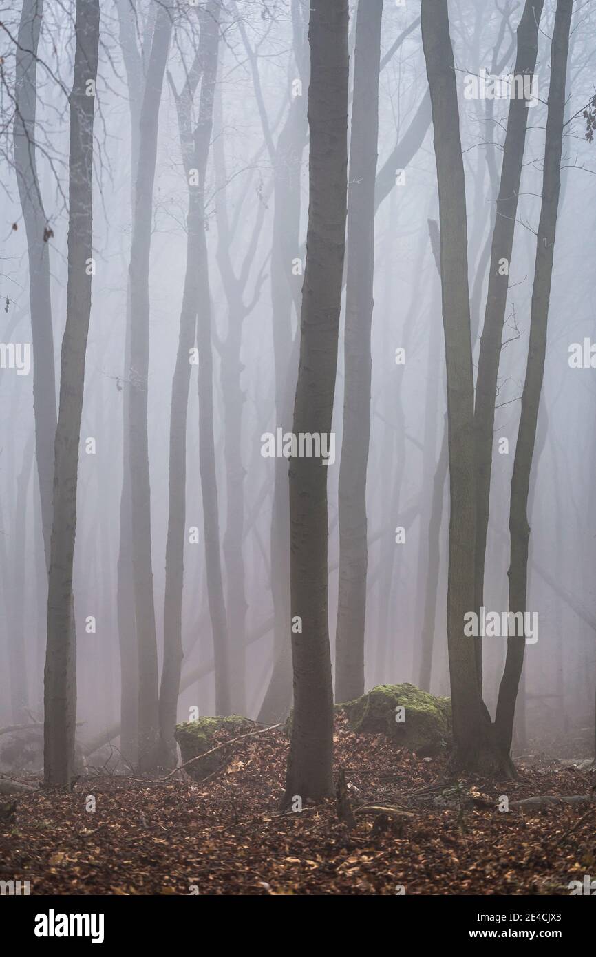 Wienerwald hi-res stock photography and images - Alamy