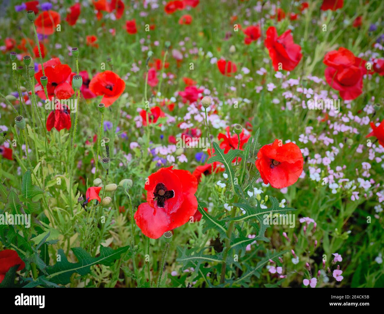 Wildflower for meadow planting hi-res stock photography and images - Alamy