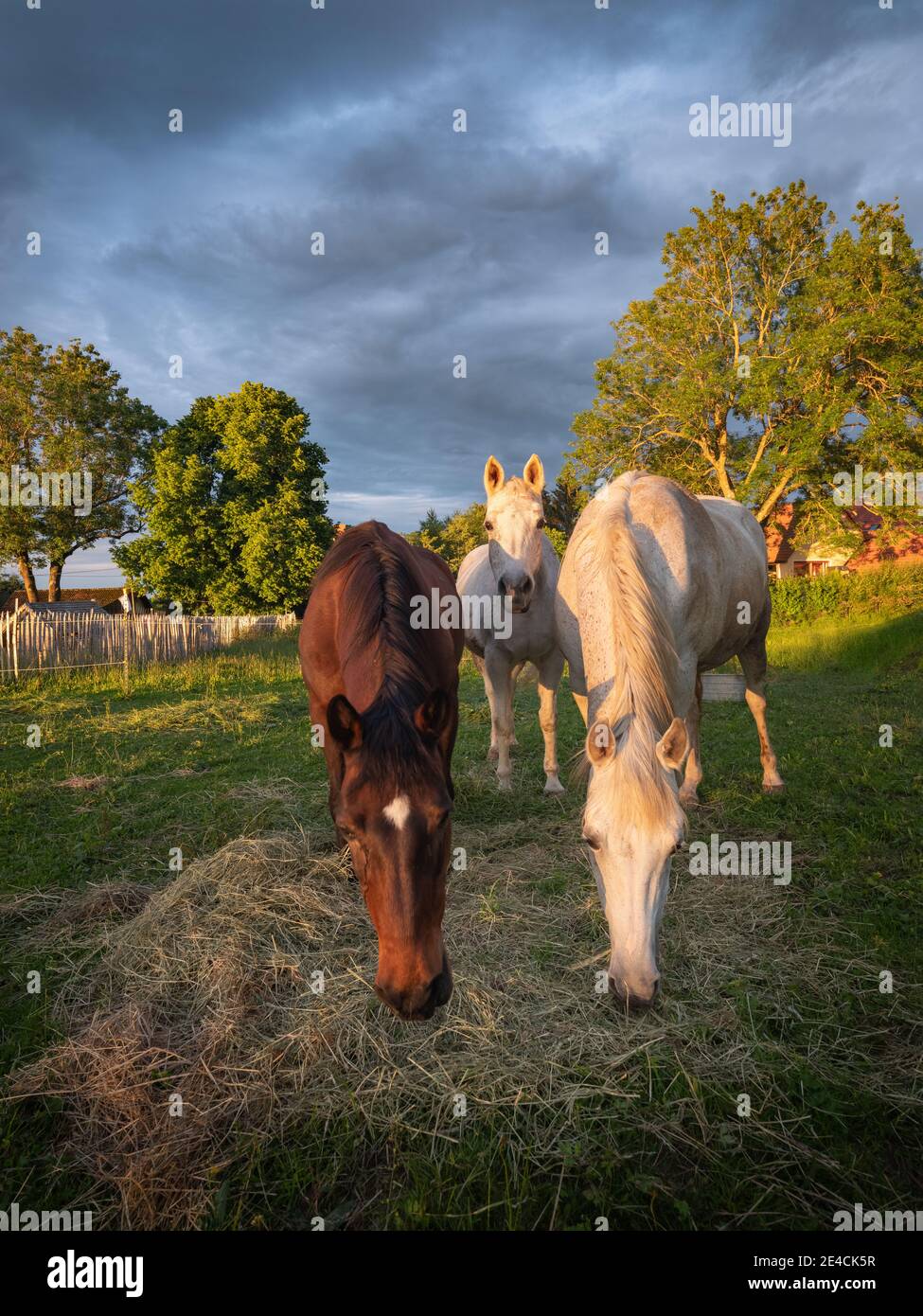 Summer horses hi-res stock photography and images - Alamy